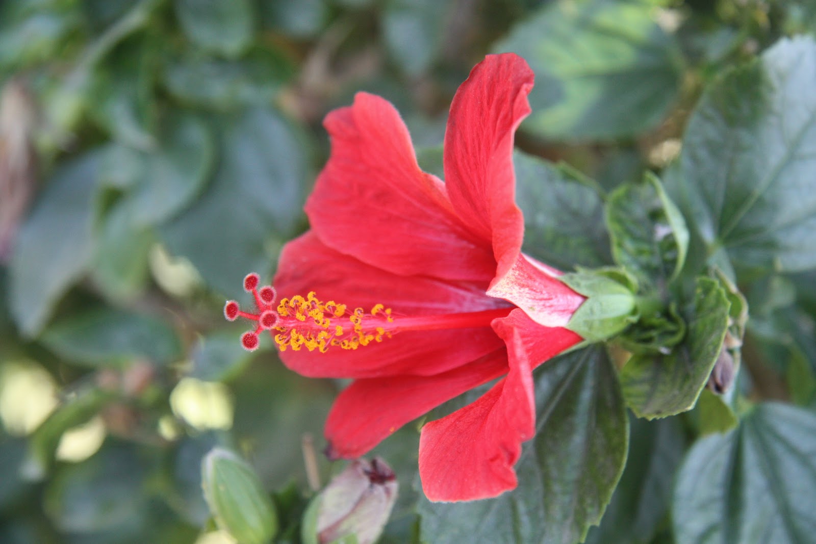 Plants in Egypt