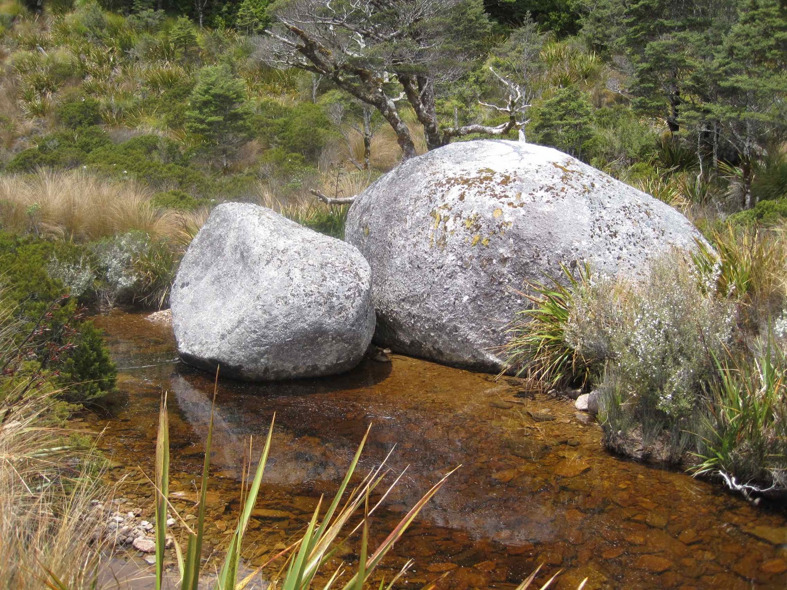 Carolyn in Aotearoa: Heaphy Track, Day Two: Perry Saddle Hut to Saxon ...