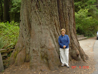 Life in the Slow Lane: The Redwood Forest in California