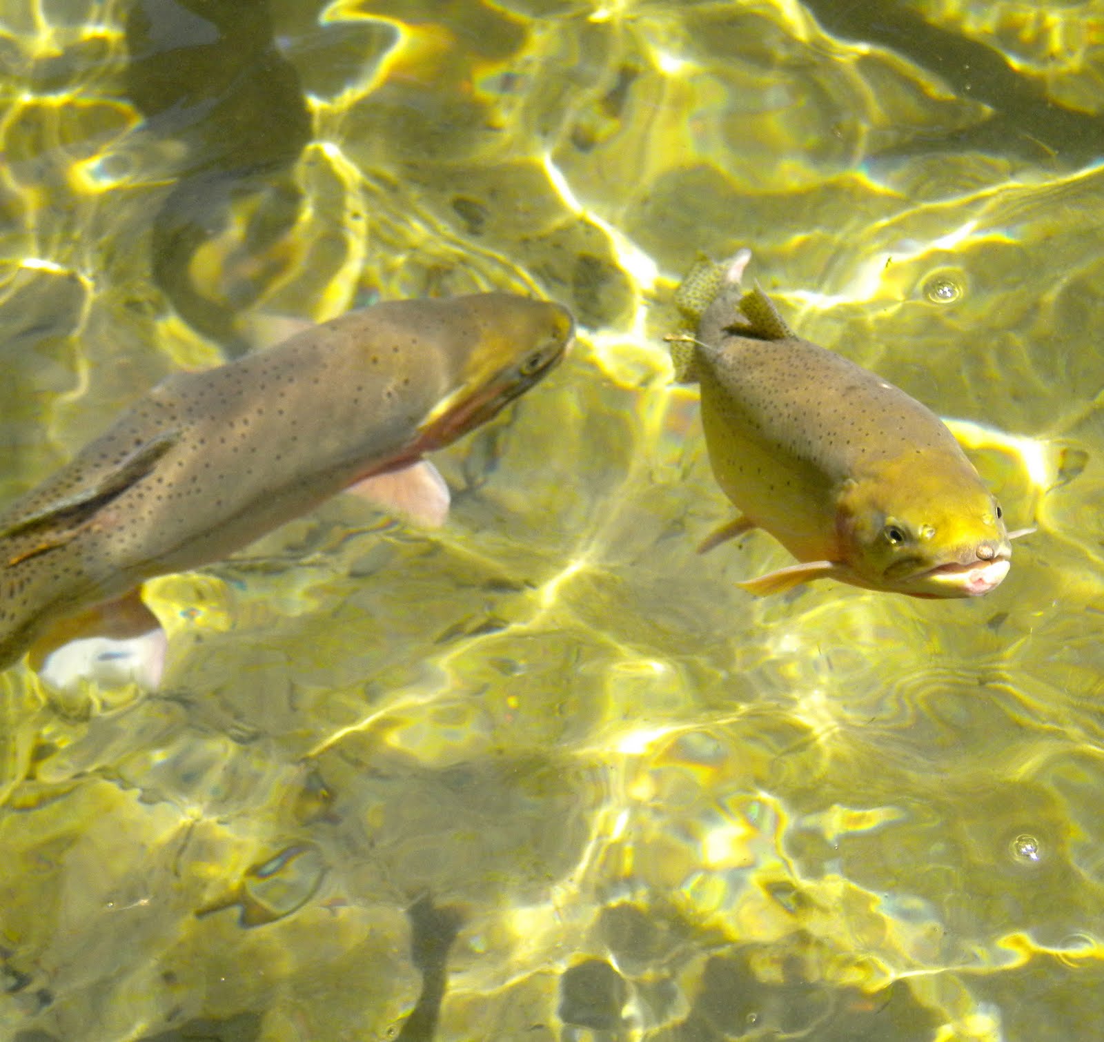 Boho in the 'Burbs: Doc Holliday and the Two-Headed Fish: A Visit to ...