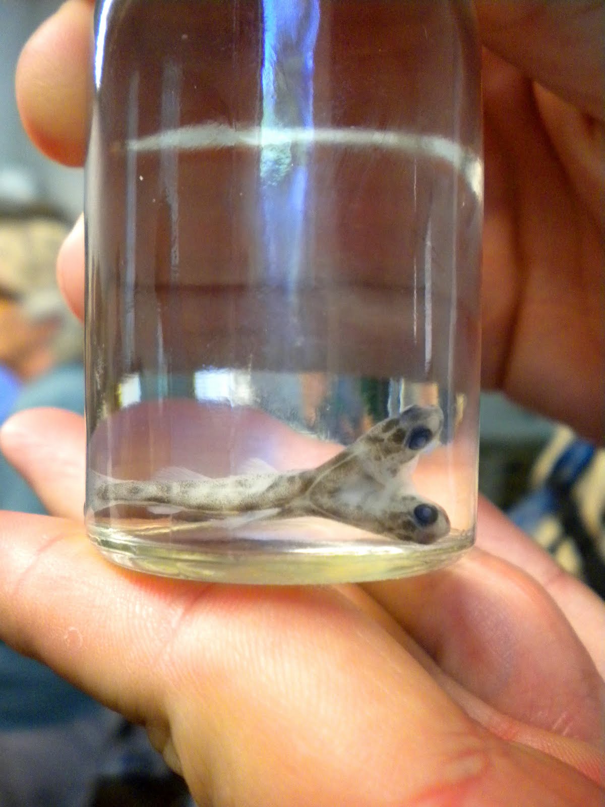 Boho in the 'Burbs: Doc Holliday and the Two-Headed Fish: A Visit to ...