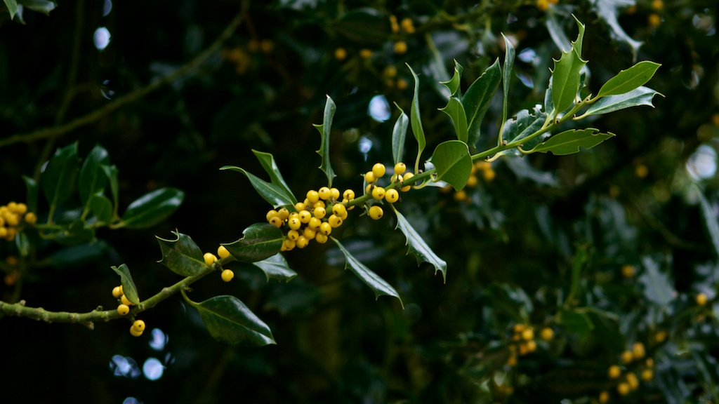 Photographer's Garden: Autumn at Stowe National Trust gardens