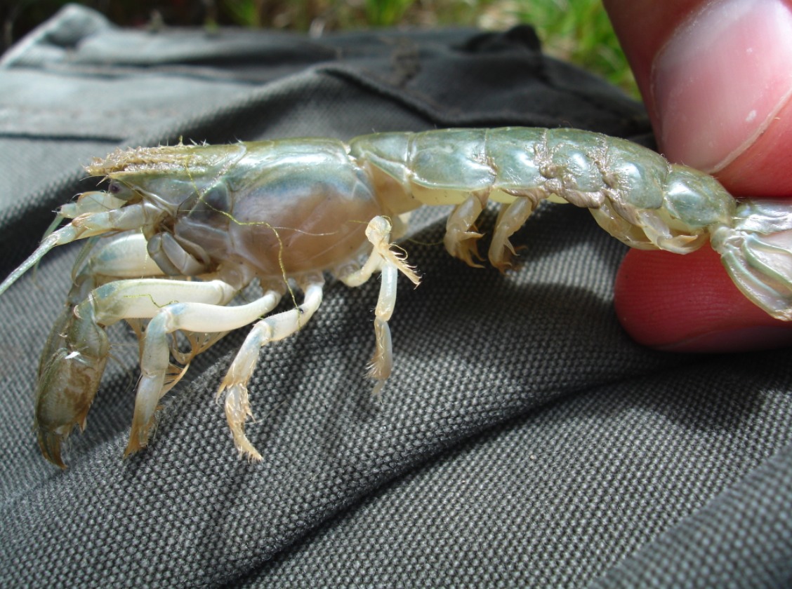 The South African Mud and Sand Prawn - HELP! - Realistic Fly Tying ...