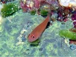 Blog Gaul 4all: "Fakta Unik": keunikan Berbagai Binatang...