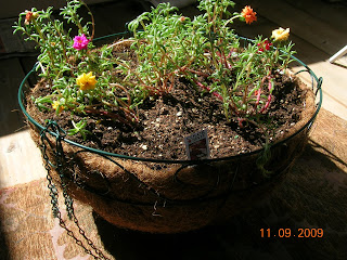 7 ft X 10 ft Garden Dream: Portulaca for hanging basket!