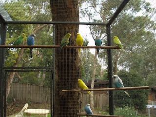 Australian birds in an Eltham back yard: Recent additions to our Aviaries