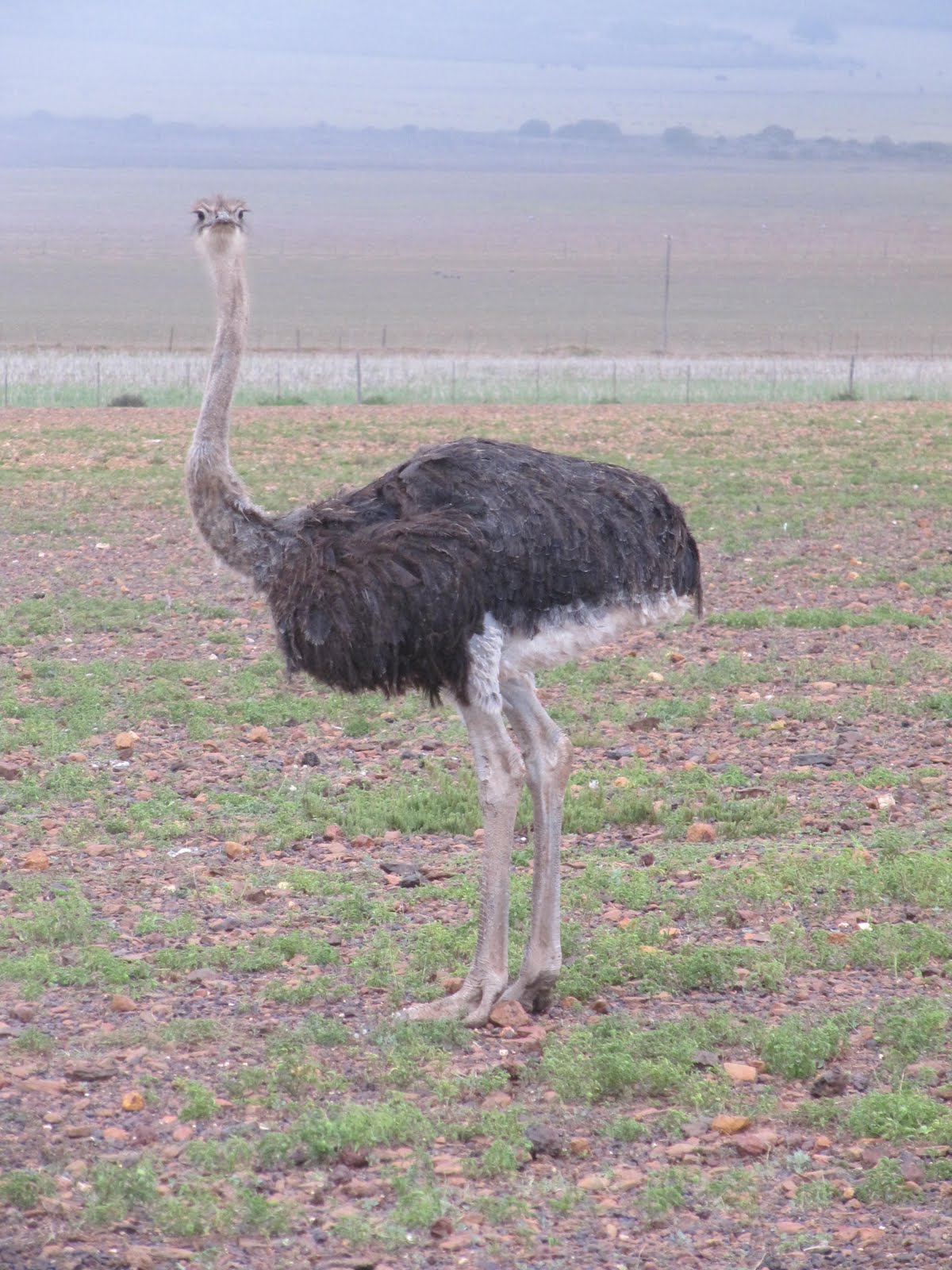 9 mois en Afrique du Sud: Autruches