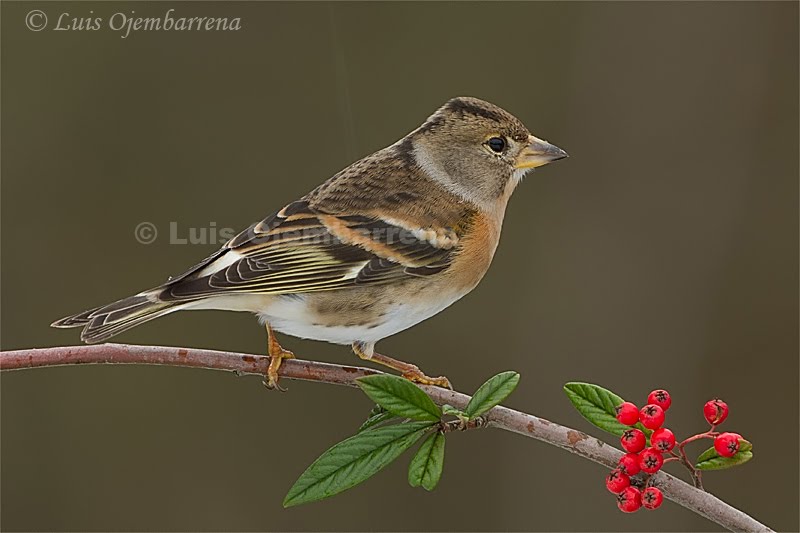 Aves del Valle de Mena: Pinzón Real
