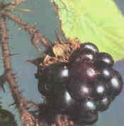 PRODUCCION, COMERCIALIZACION E INDUSTRIALIZACION DE FRUTOS ANDINOS ...