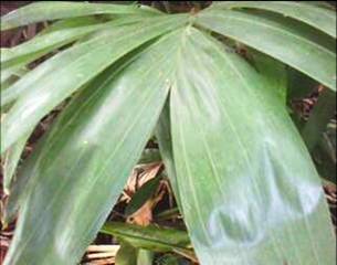 yesenia: palma botella