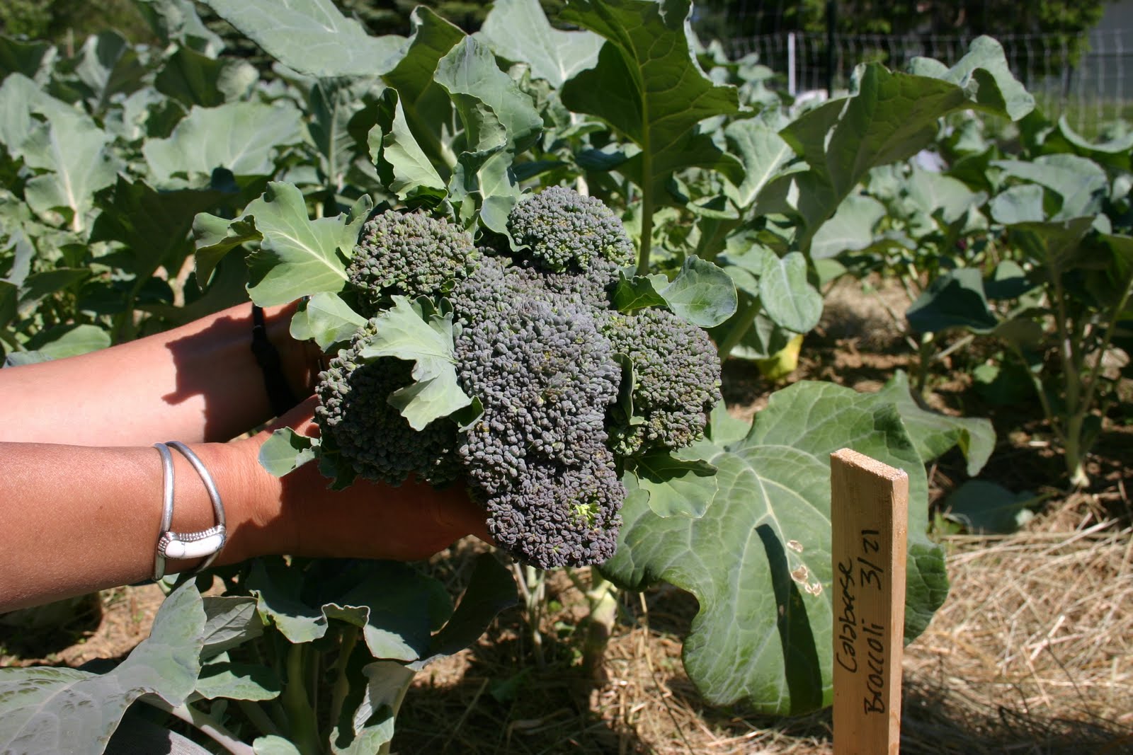 What's New at Truffula Seed Produce: Broccoli, Beet Greens, and Turnip ...