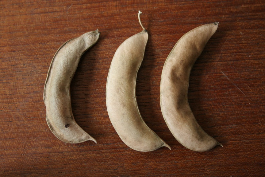 What's New at Truffula Seed Produce: Dry Beans: The Under-Appreciated Crop