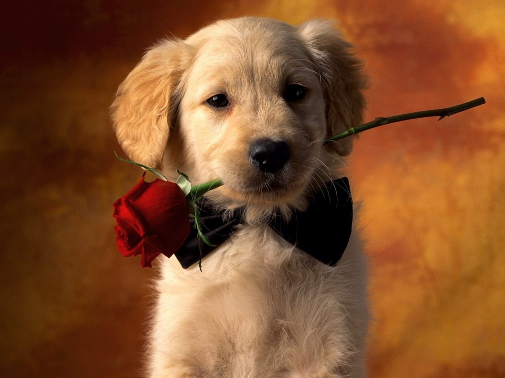 Tapetki,obrazki i gify ;): A teraz kilka tapet z pieskami