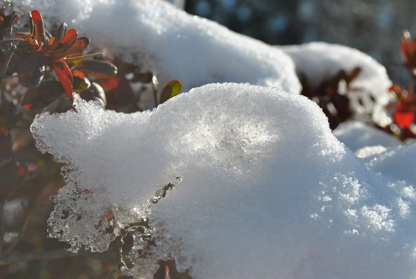Life in Photos: A light dusting of feathery snow will make your winter ...