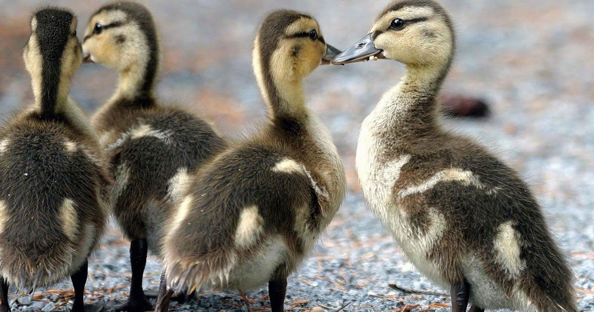 Patitos - por H o por B