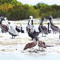 Burma Strange News (English Version): A Burmese NGO is planning to help ...