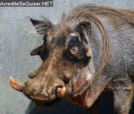 ´MEU CANTINHO: ALGUNS DOS ANIMAIS MAIS FEIOS DO MUNDO