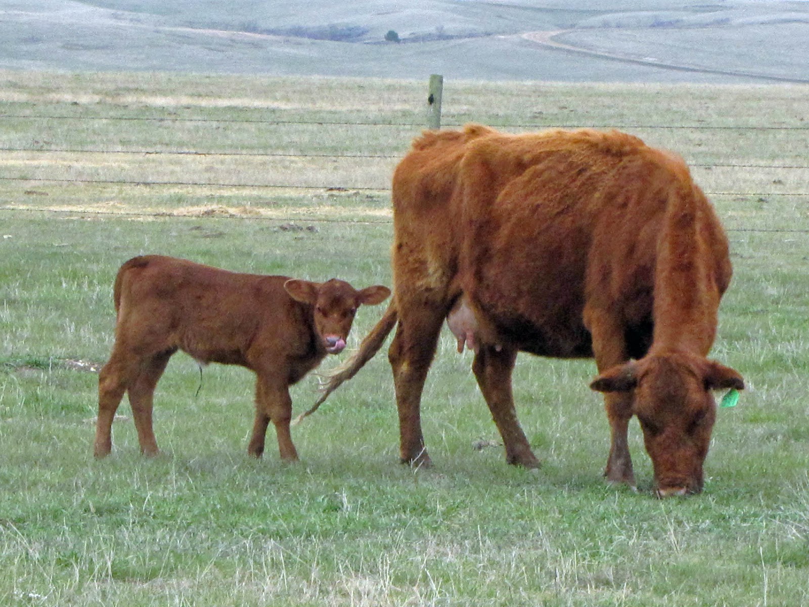 Loves Ranchlife and More: Red cows, red calves and red dogs