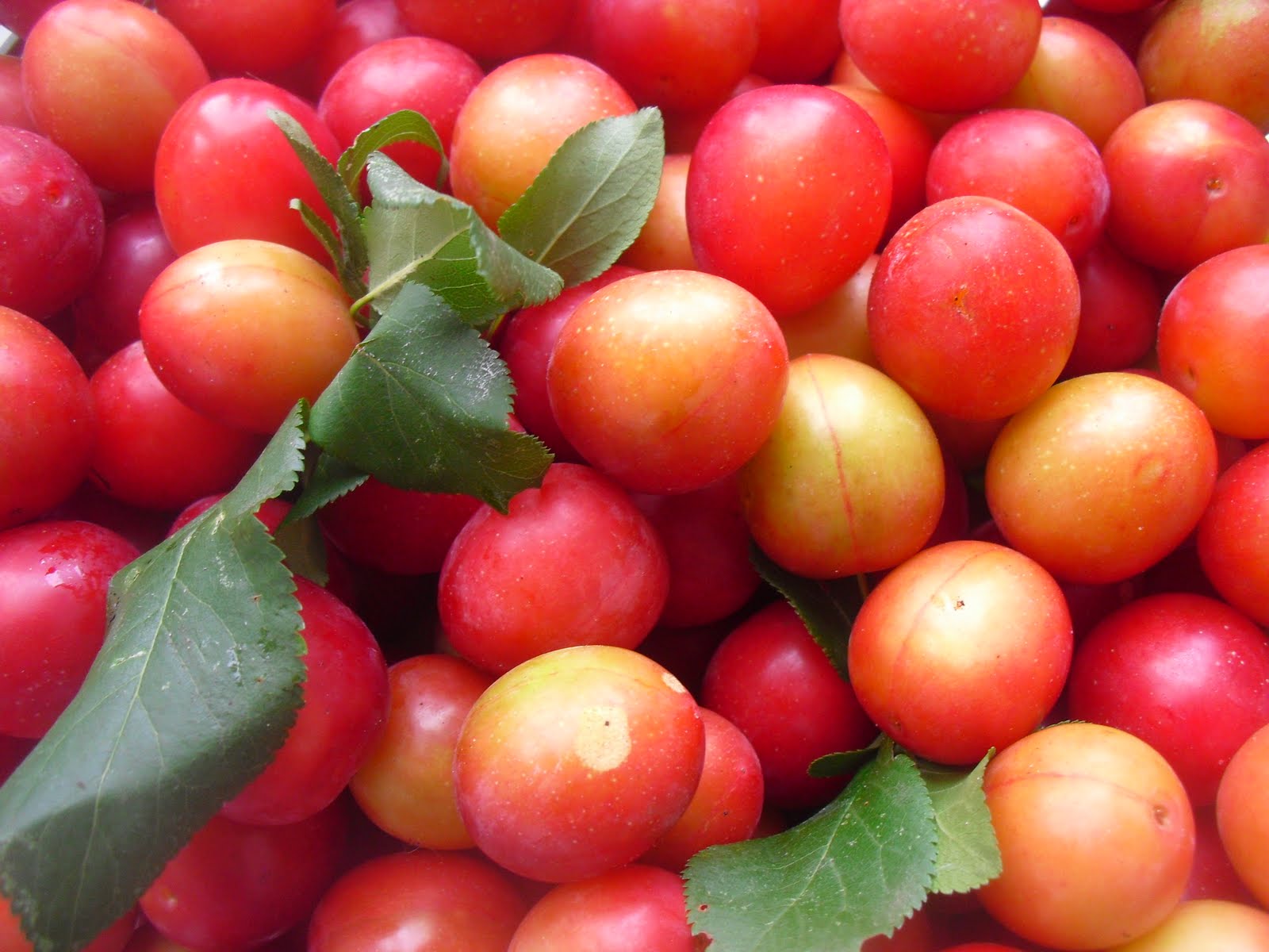 Mauerblumen: Mirabellen