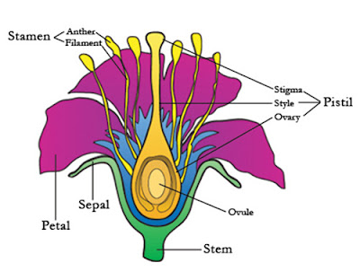 Brassic Park: The Lifecycle of the Brassica Rapa