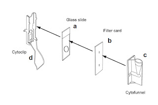wedonknow.blogspot.com (:: Cytology Lab