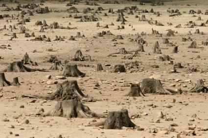 Natural Resources of Nepal: Deforestation is really Bad Activities