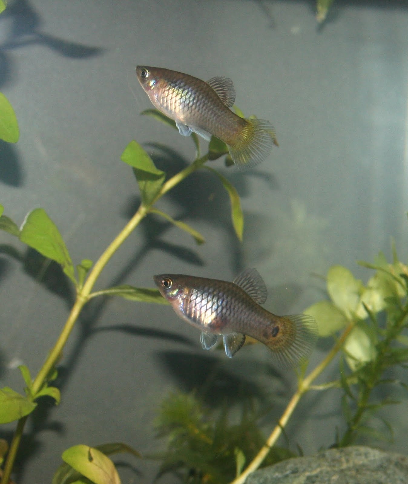 Leo's Aquarium: Xiphophorus maculatus (Gunter,1866).