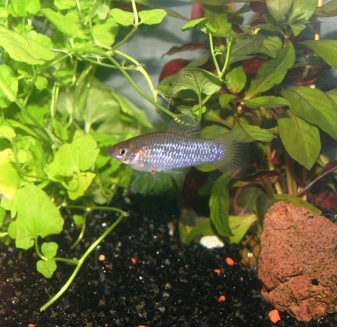 Leo's Aquarium: Limia perugiae