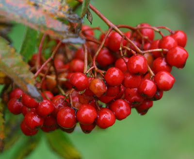 The Hermitage: Three Red Things