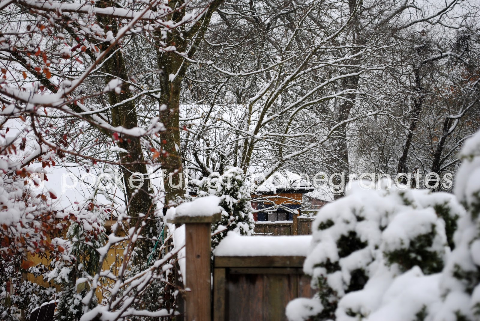 a pocketful of pomegranates: November 2010