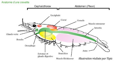 2°6 - Option sciences Joliot Curie 2009: L'approvisionnement en oxygène ...