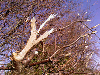 LOOSE AND LEAFY in DORSET: WHAT IS THIS TREE?