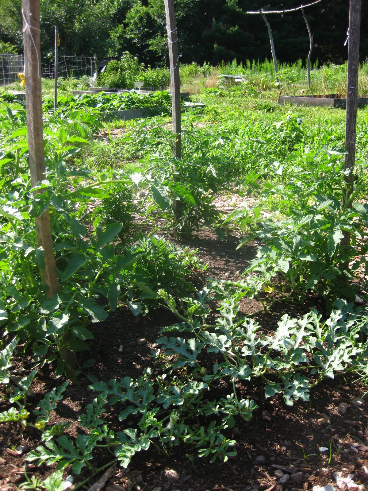 Waltham Fields Community Farm: Before and After