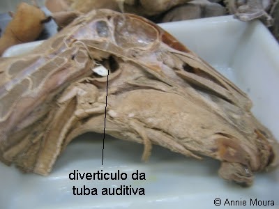 Med Vet 2° ANATO: DIVERTICULO DA TUBA AUDITIVA (EQUINO)