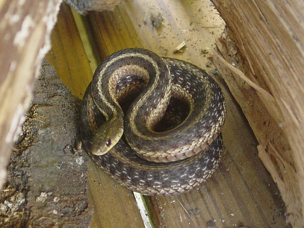 Nature Image - Thamnophis ~ Hudson Valley Geologist