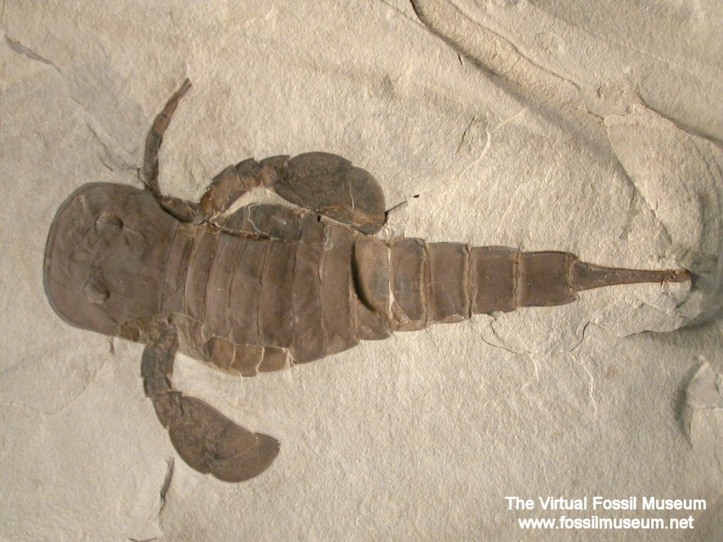 Giant eurypterid trackway ~ Hudson Valley Geologist