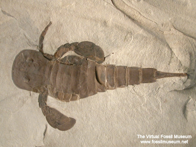 Giant eurypterid trackway ~ Hudson Valley Geologist