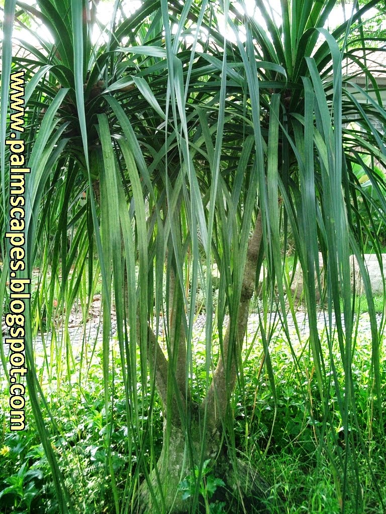 PalmScapes: The Ponytail Palm