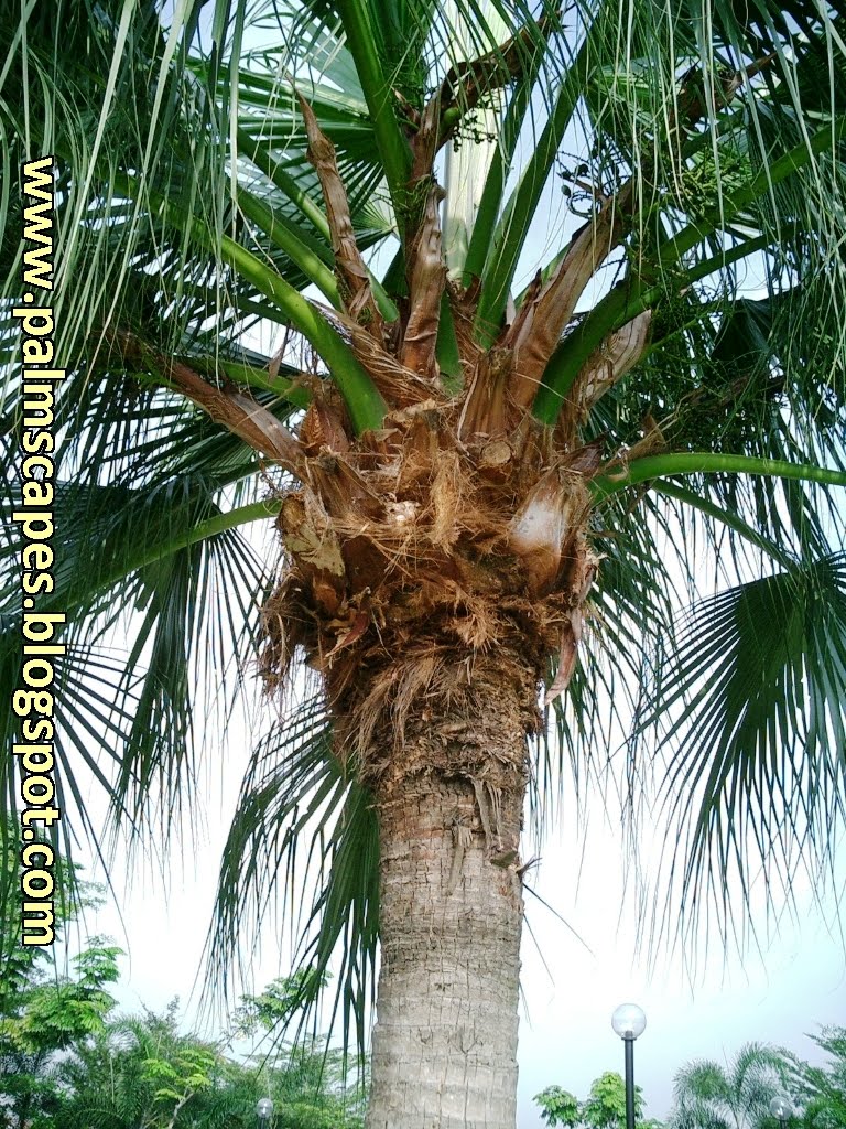 PalmScapes: The Ribbon Fan Palm