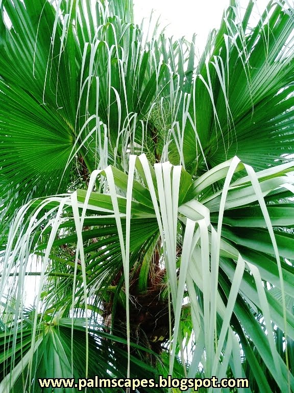 PalmScapes: The Ribbon Fan Palm
