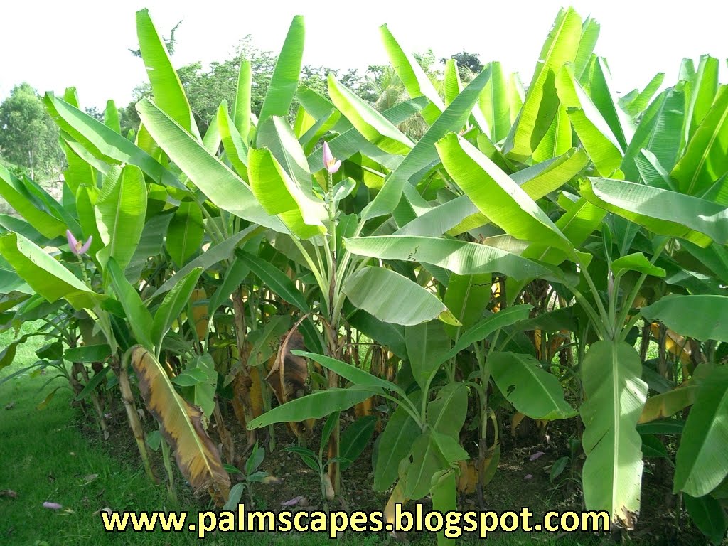 PalmScapes: The Pink Dwarf Ornamental Banana Palm