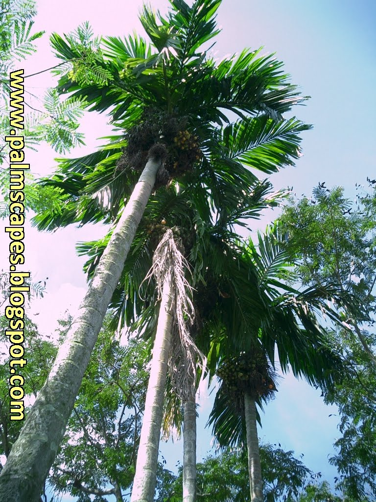 PalmScapes: The Areca Nut Palm