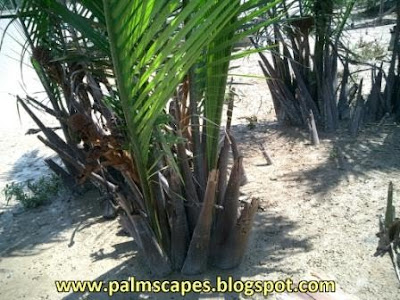 PalmScapes: The Nipah Palm