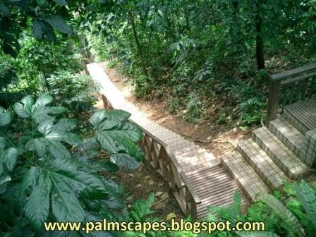 PalmScapes: The Bukit Nanas Forest Reserve