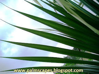PalmScapes: The Red Edged Pandanus