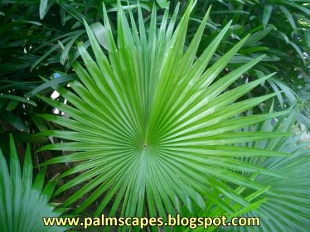 PalmScapes: The Round Leaf Fan Palm