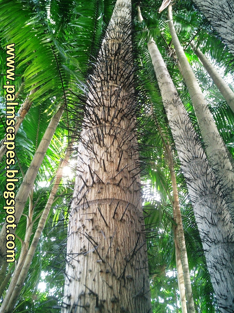 PalmScapes: The Nibung Palm