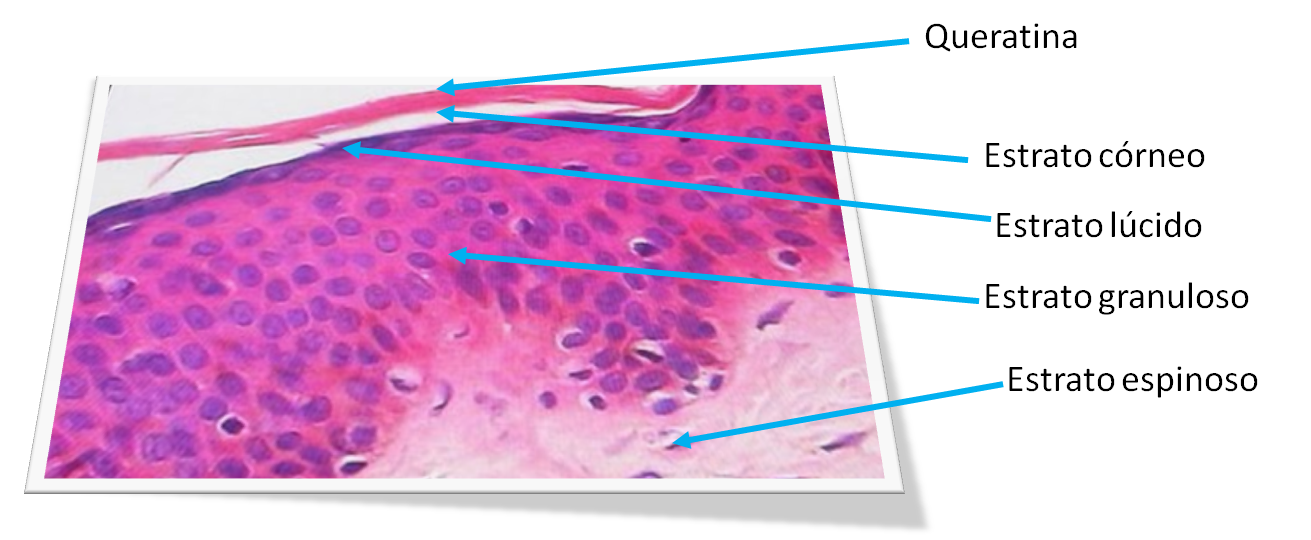 LABORATORIO DE HISTOLOGÍA