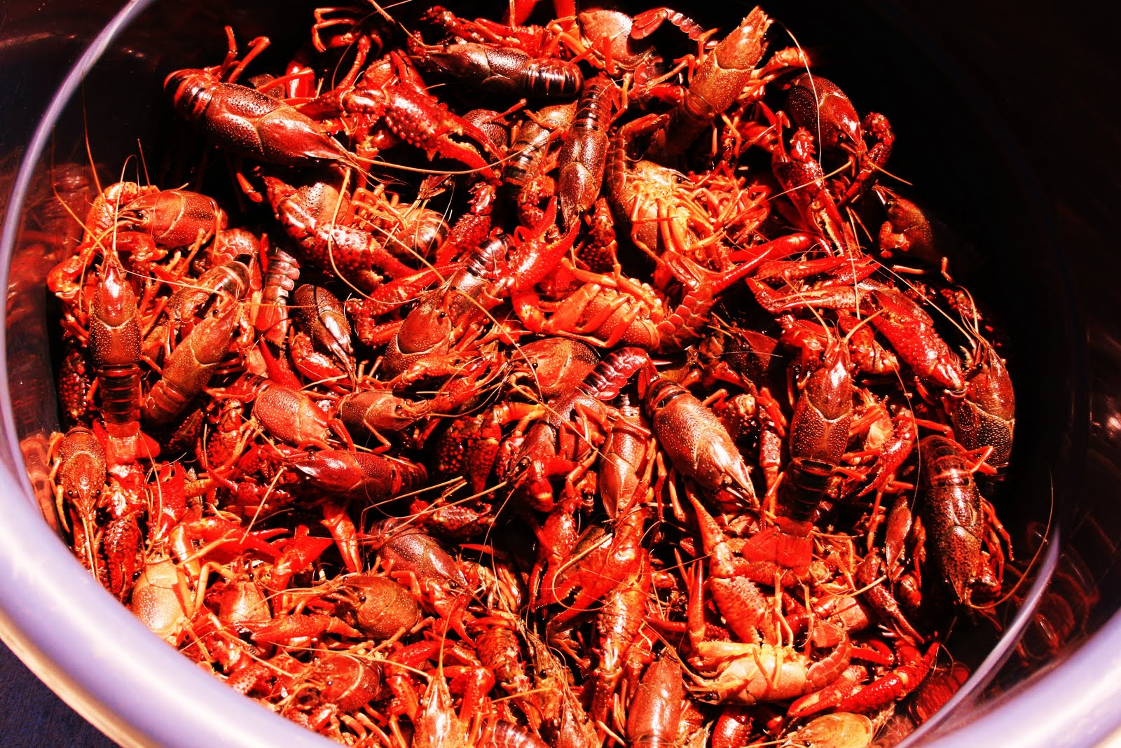 LoveLove: Baby's First Crawfish