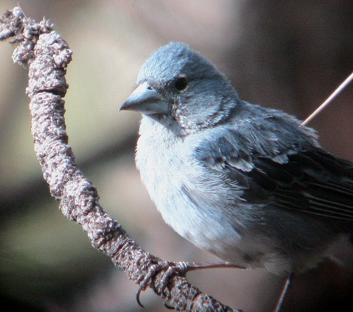 AVESANTURTZI: CANARIAS 2010